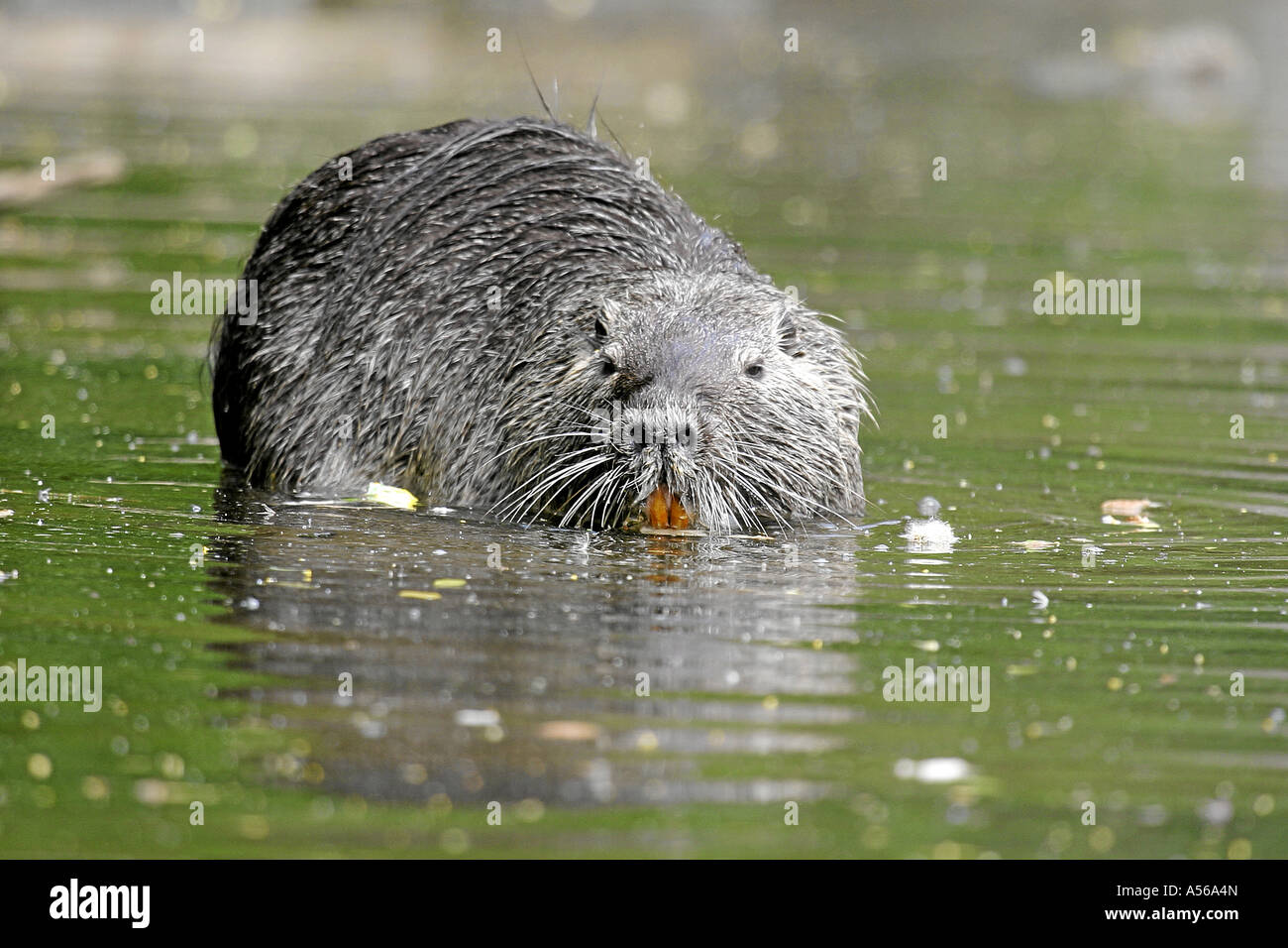 Biberratten hi-res stock photography and images - Alamy
