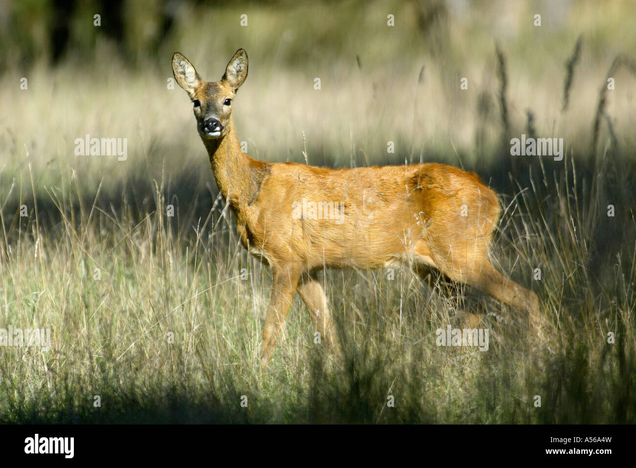 Reh hi-res stock photography and images - Alamy