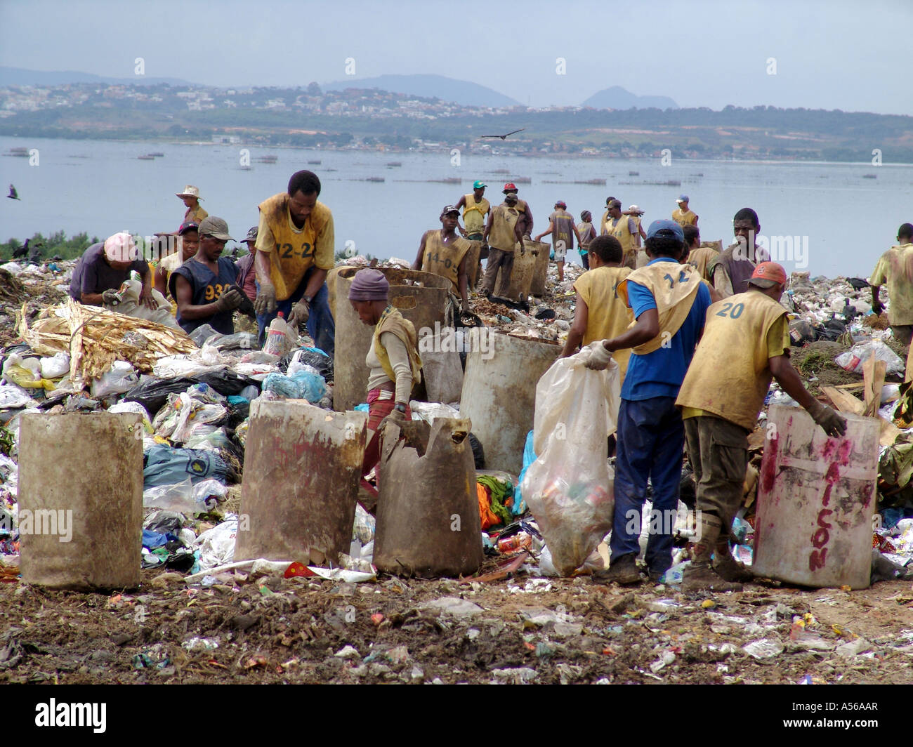 Painet iy8195 brazil registered scavengers picking out recyclable ...