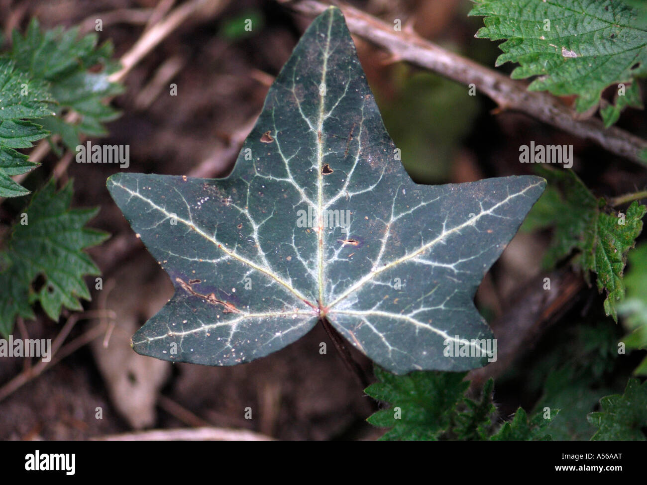 Close up of Ivy Leaf Stock Photo - Alamy