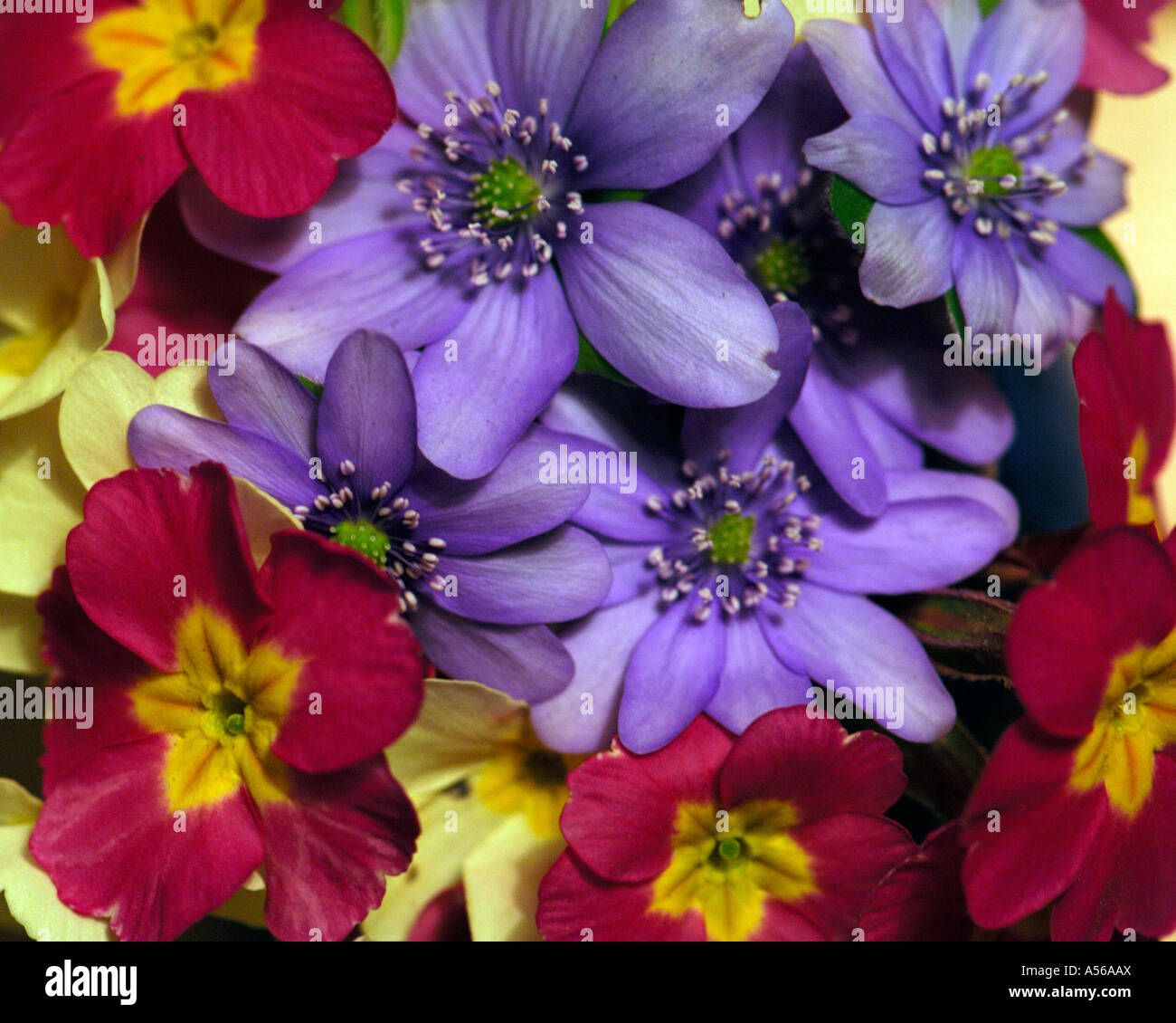 Pink Primula with Yellow Centres, Light Yellow Primula with dark yellow ...