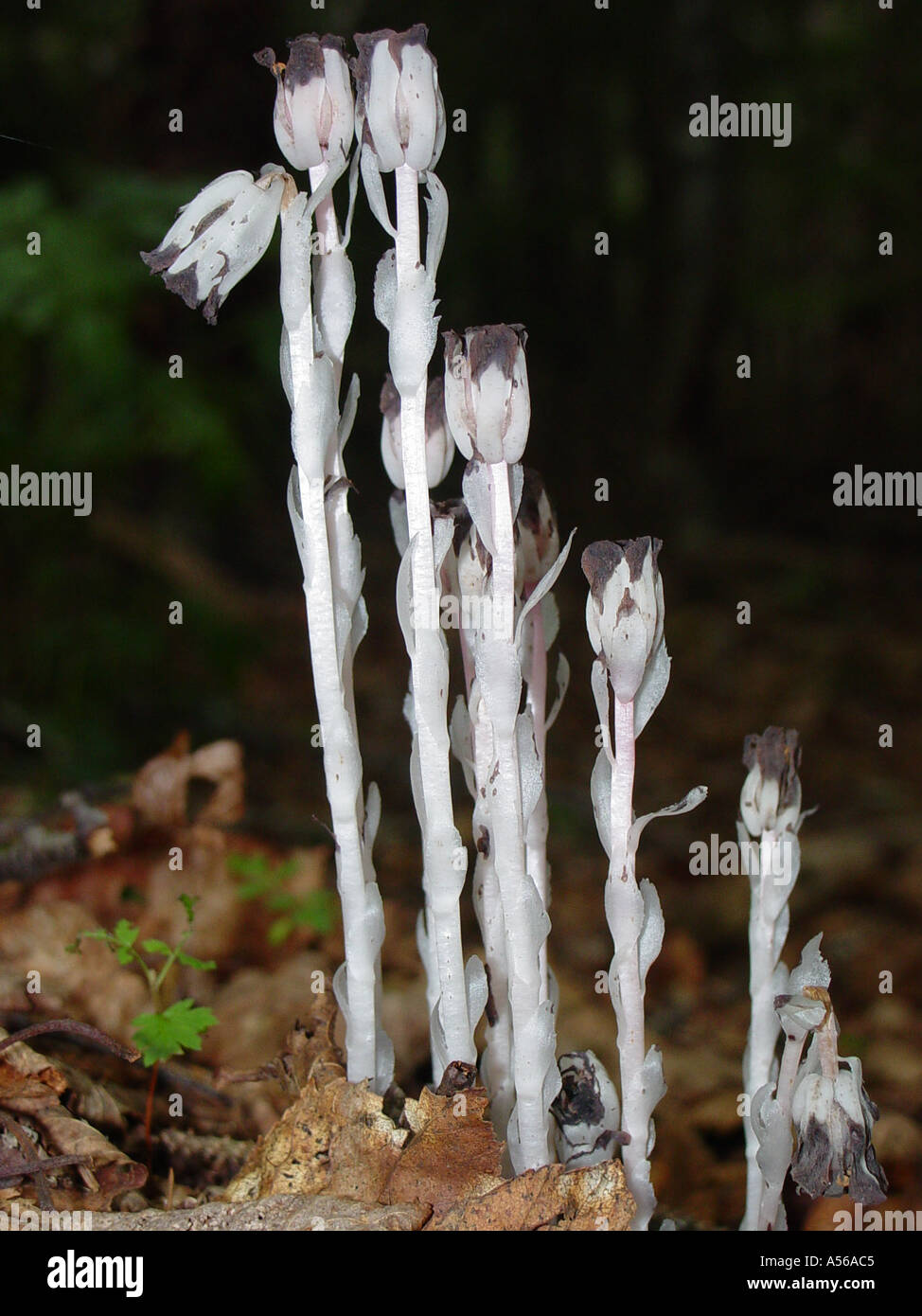 Monotropa uniflora flower hi-res stock photography and images - Alamy