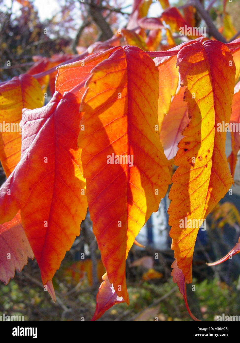 Autumn Sumac leaves (Sumac rhus Stock Photo - Alamy