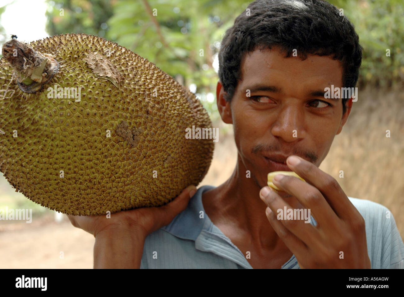 Painet iy8214 brazil man male jackfruit tinbo quilombo pernambuco ...