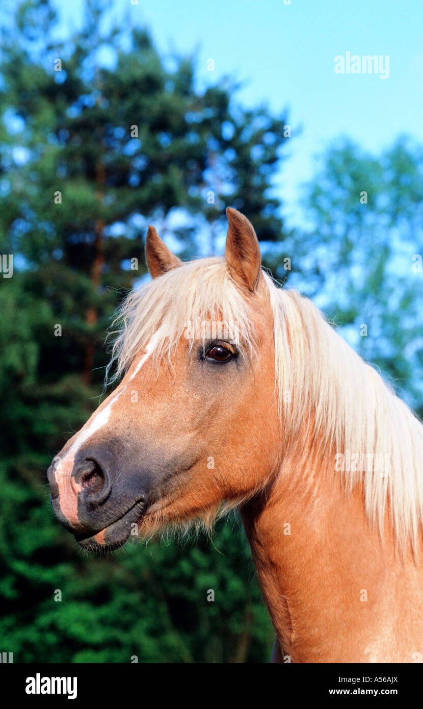 Pferde wales hi-res stock photography and images - Alamy