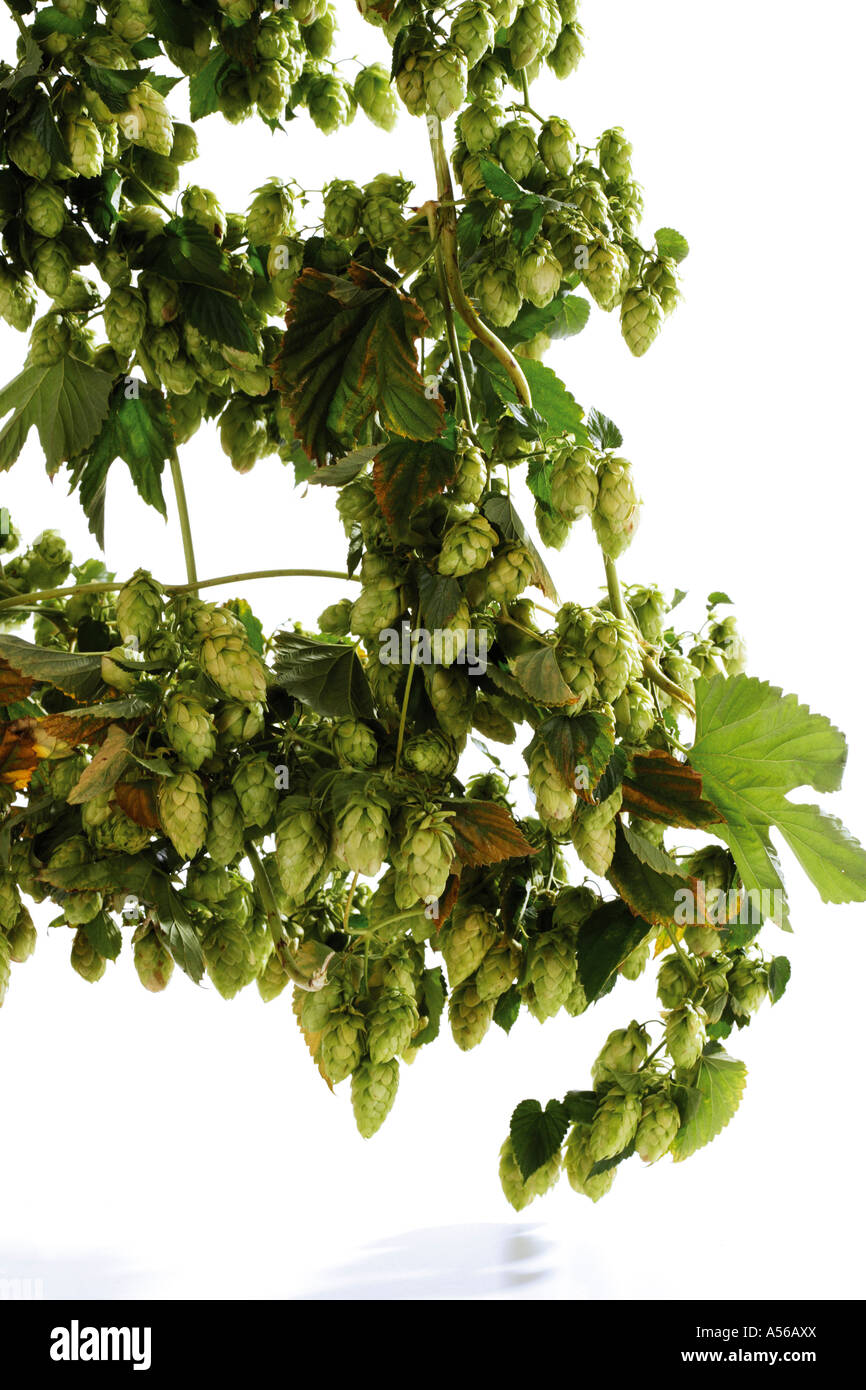 Hop binds hi-res stock photography and images - Alamy