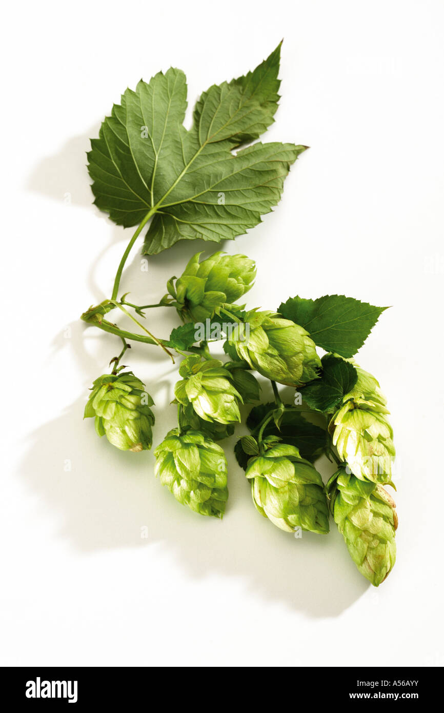 Hop vine vines hi-res stock photography and images - Alamy