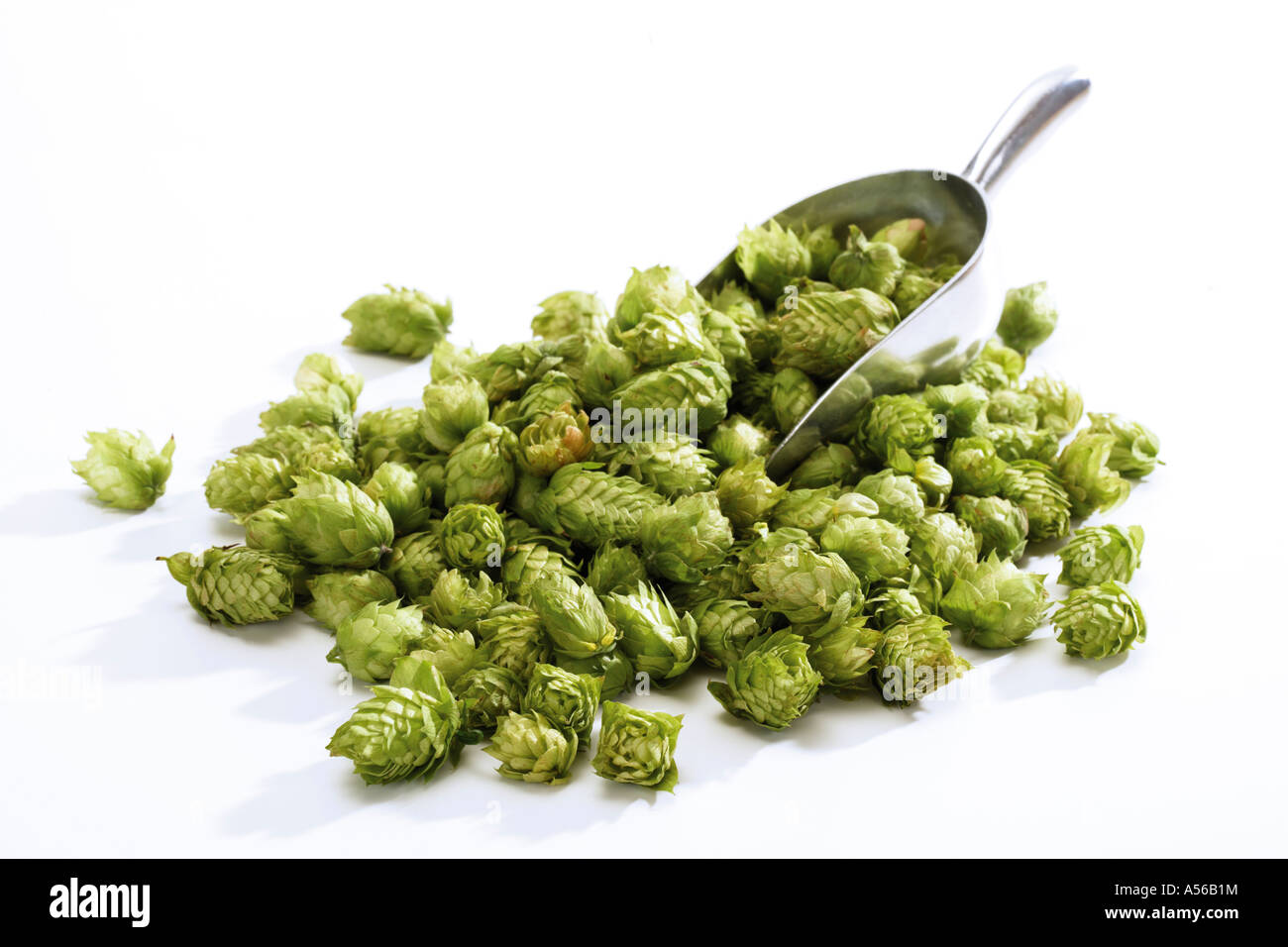 Metal scoop with hop umbels Stock Photo - Alamy