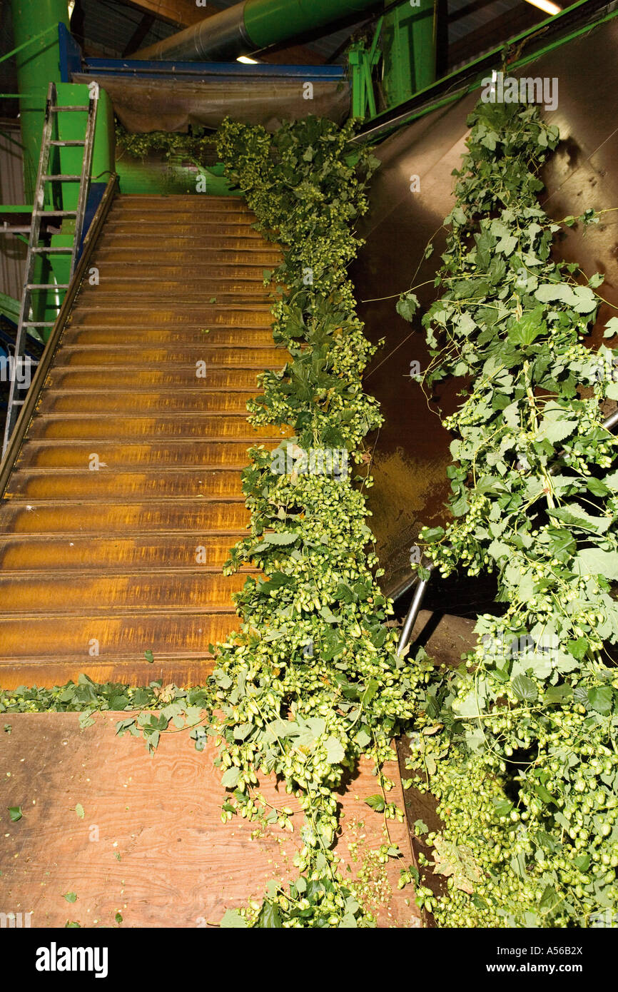 Hop picking machine and conveyor belt Stock Photo - Alamy