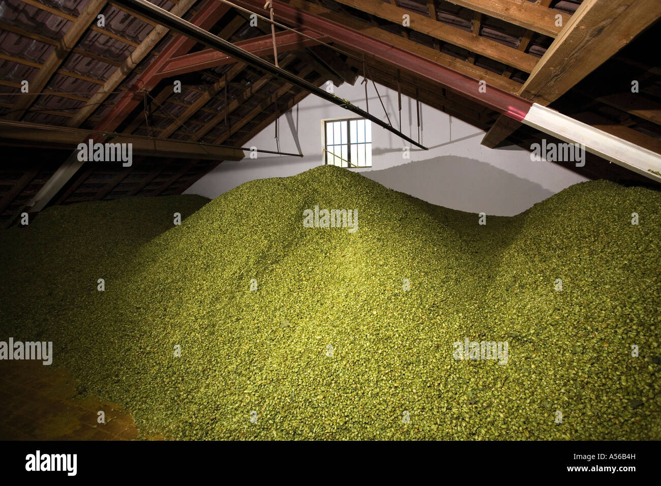Hop storage, close-up Stock Photo - Alamy