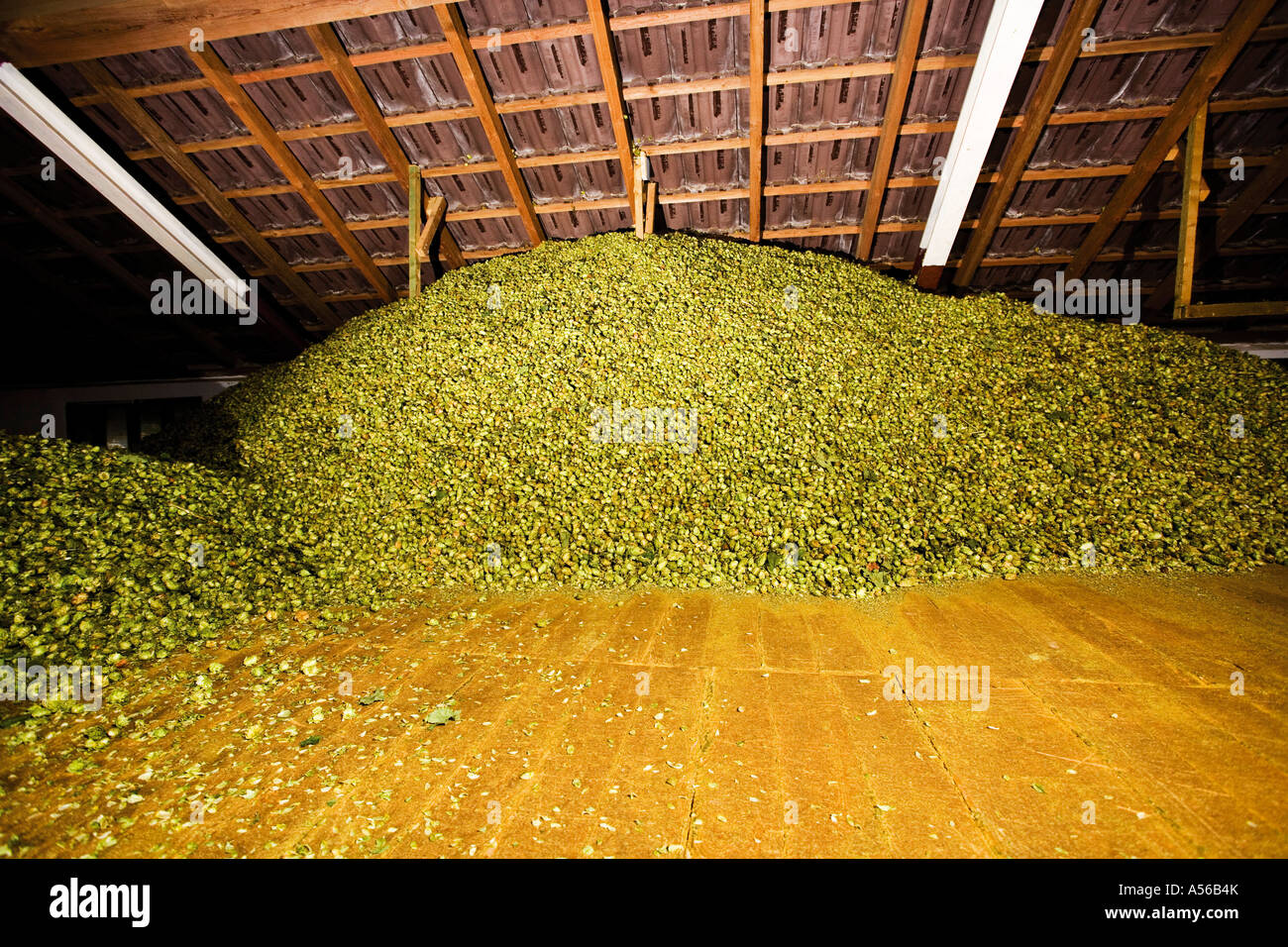 Hop storage, close-up Stock Photo - Alamy