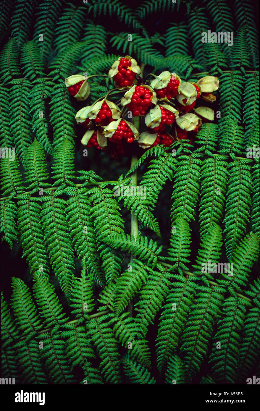 Tropical Ferns Berries Costa Rica Stock Photo - Alamy