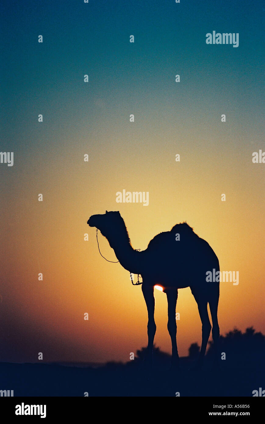 Sunset Camel Safari through the Thar Desert Rajasthan India Stock Photo ...