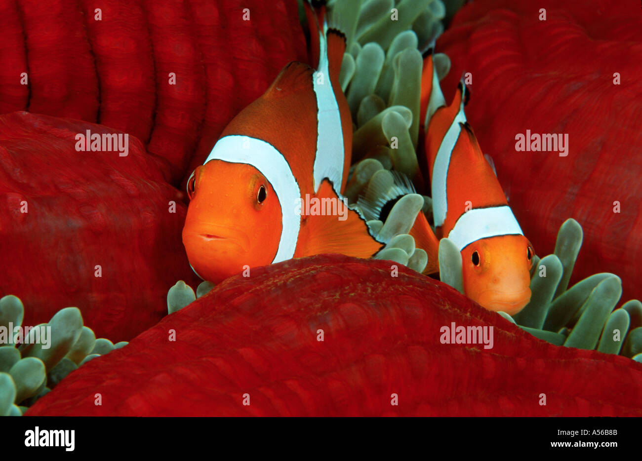 Ocellaris Clownfish Anemone