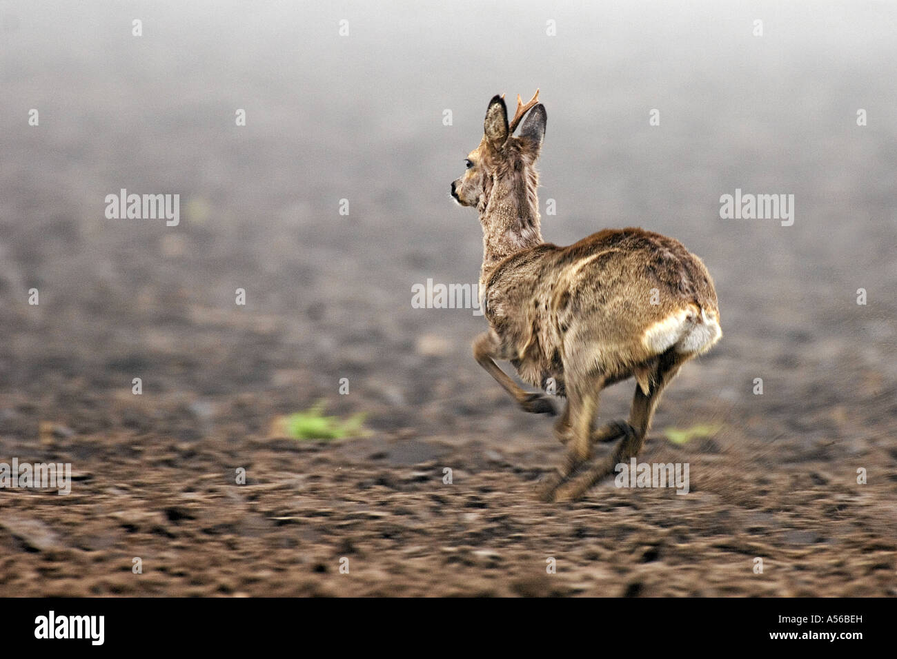 Reh lat capreolus capreolus Rehbock flüchtend flüchtig laufend ...
