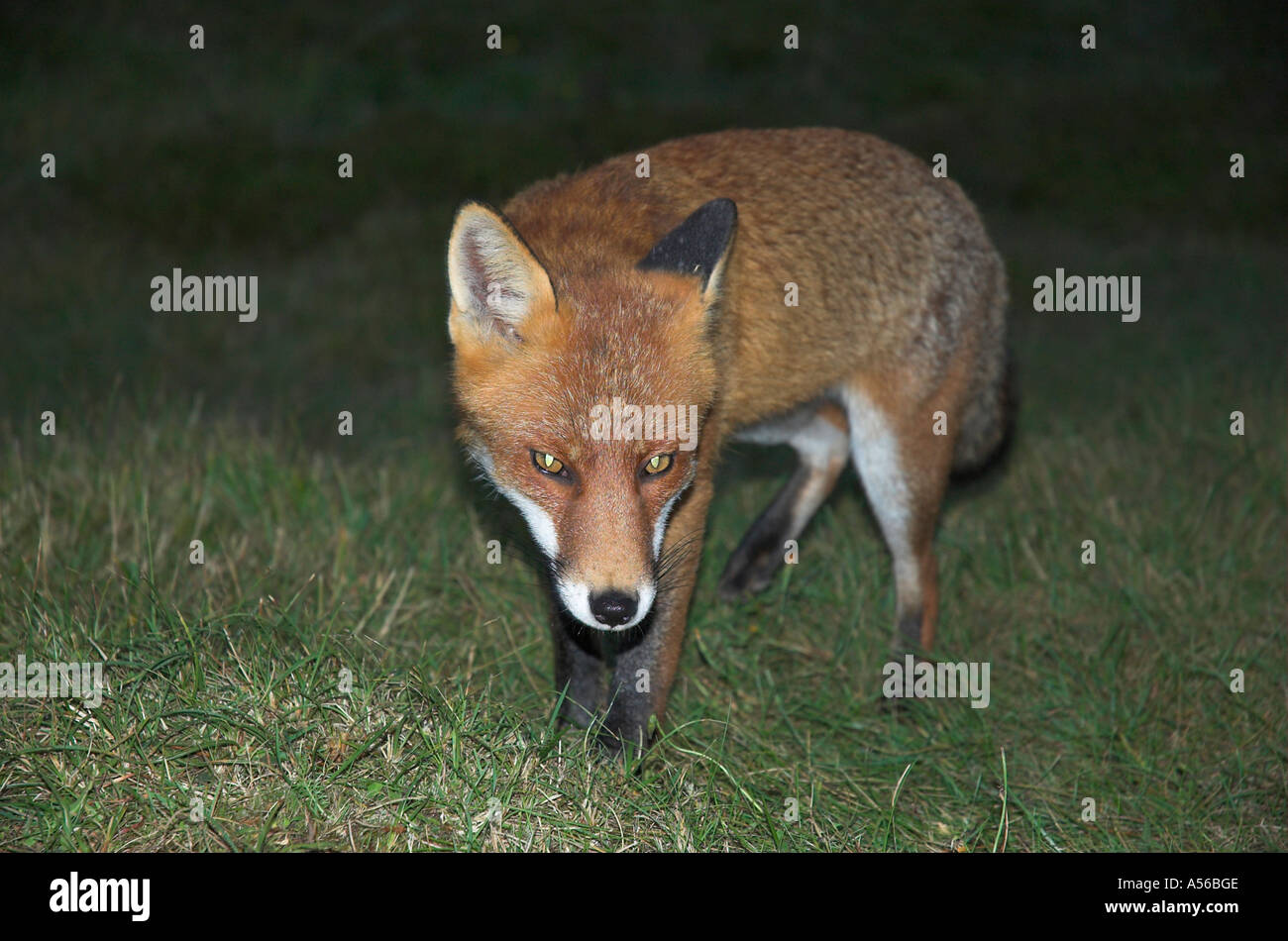 Red fox at night hi-res stock photography and images - Alamy