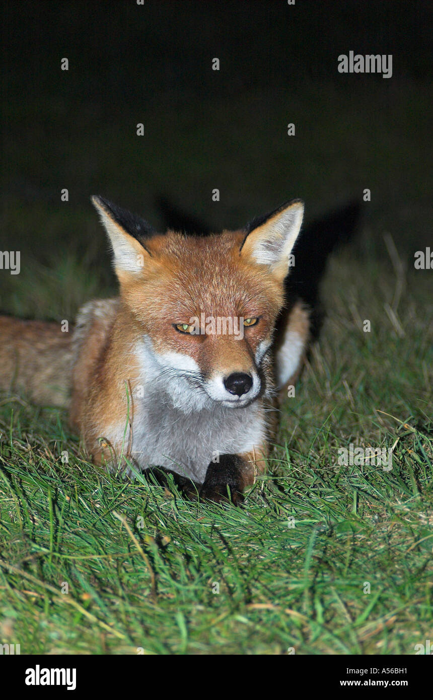 Red fox lying in a meadow at night, Germany Stock Photo - Alamy