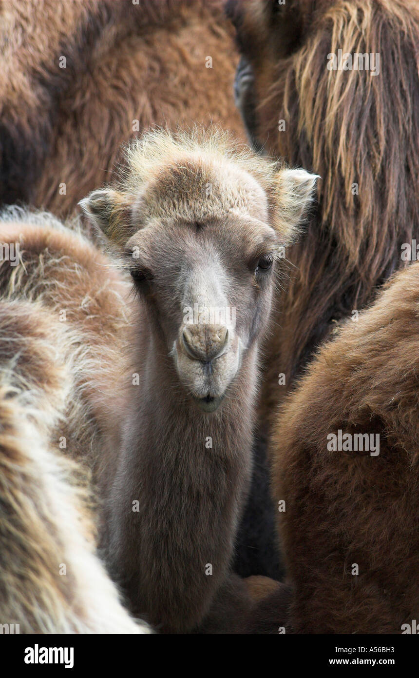Camel vertical hi-res stock photography and images - Alamy