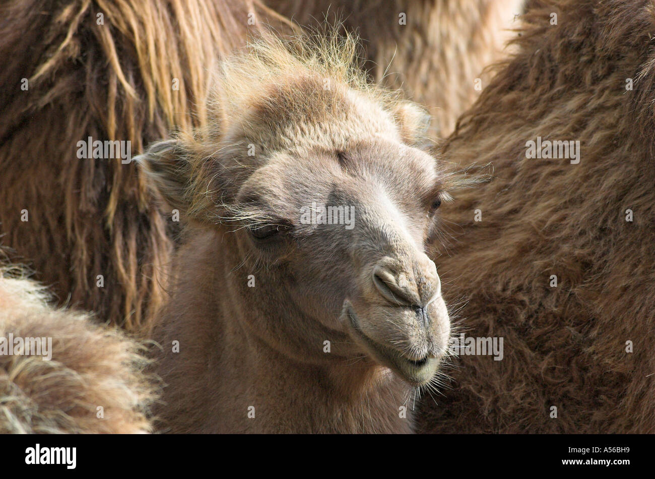 Portrait of a camel Stock Photo - Alamy
