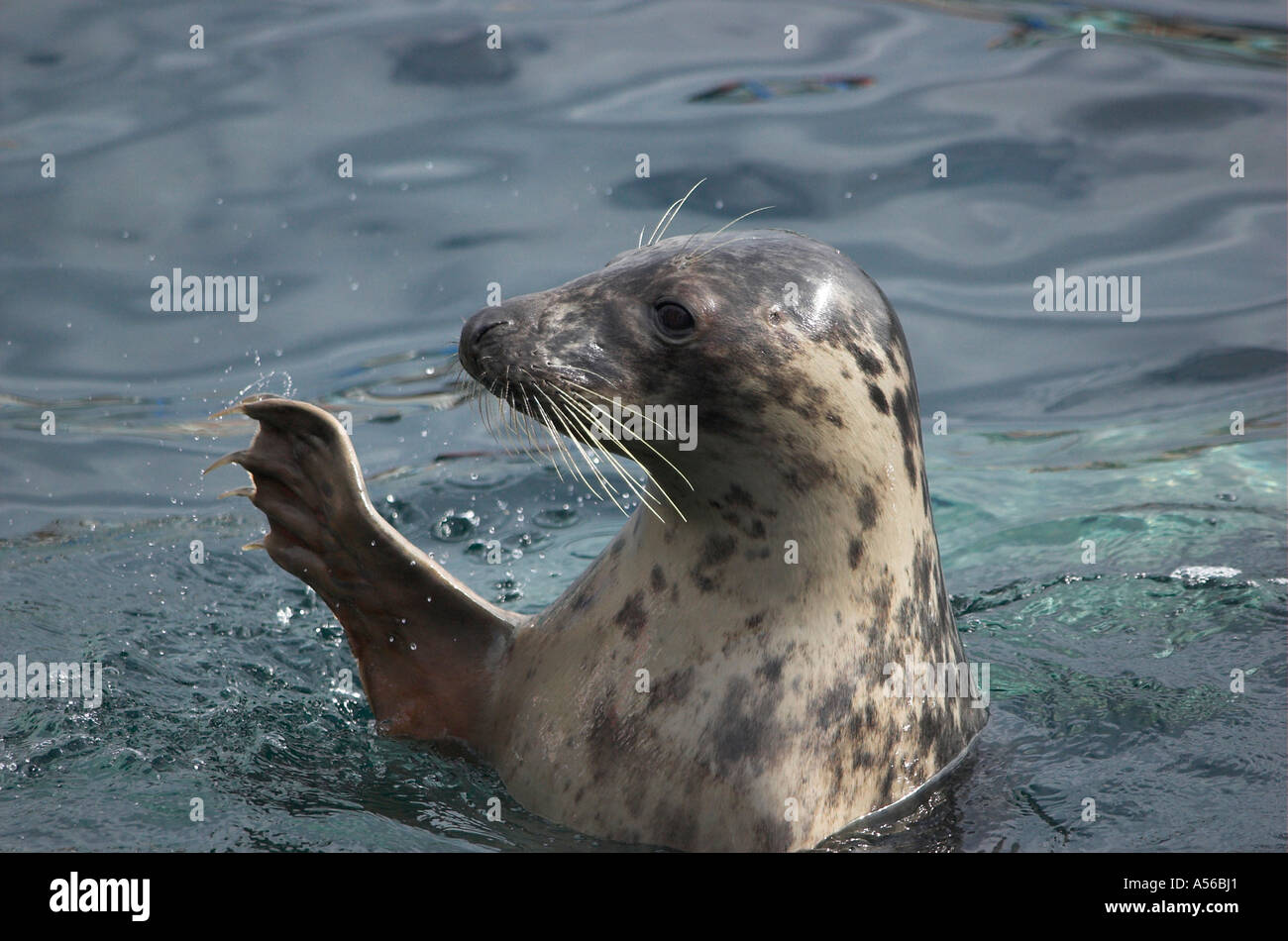 Common seal looking from the water and waving a flapper Stock Photo - Alamy