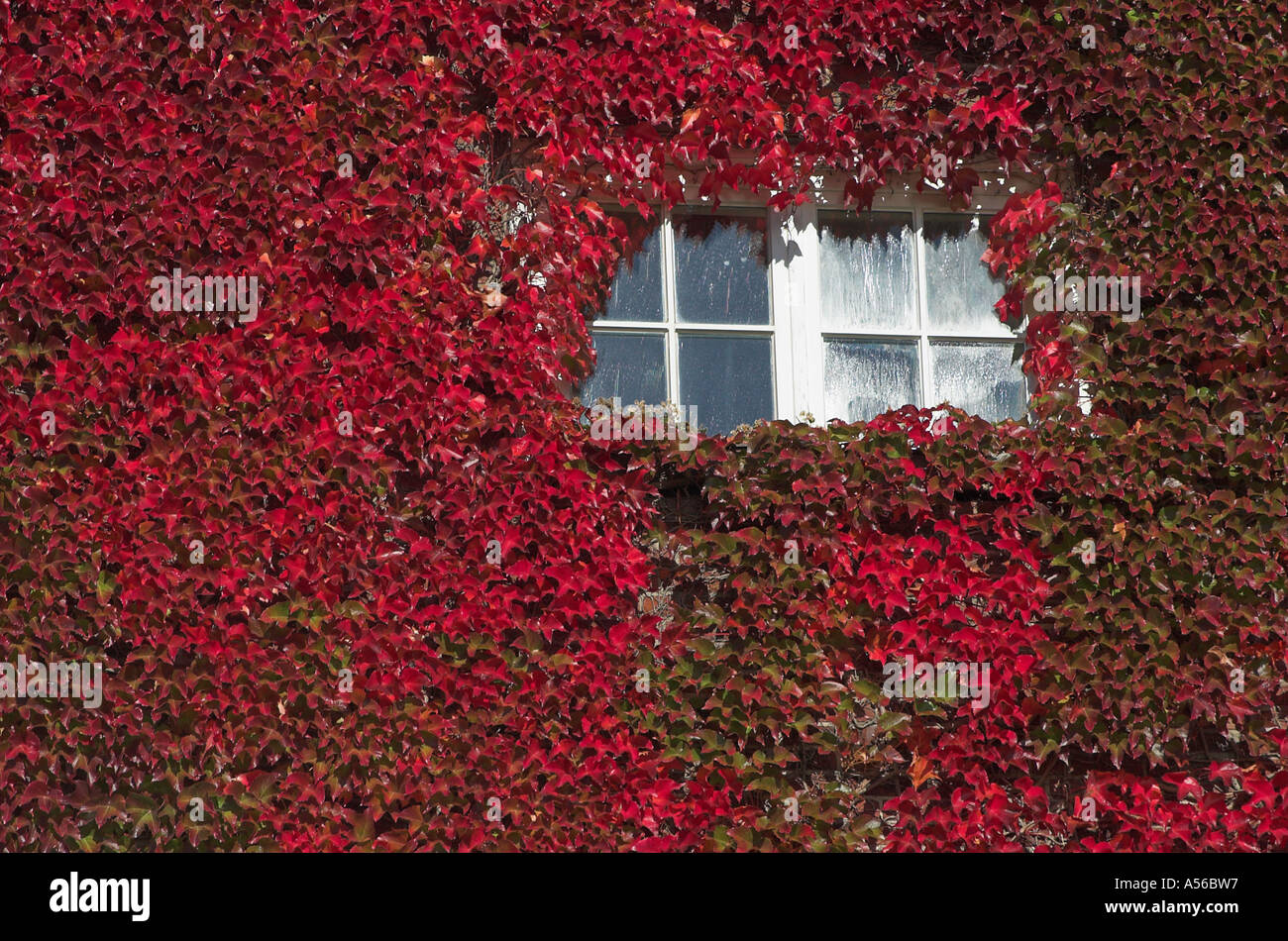 Window in a wall covered with autumn coloured vine leaves, Germany ...