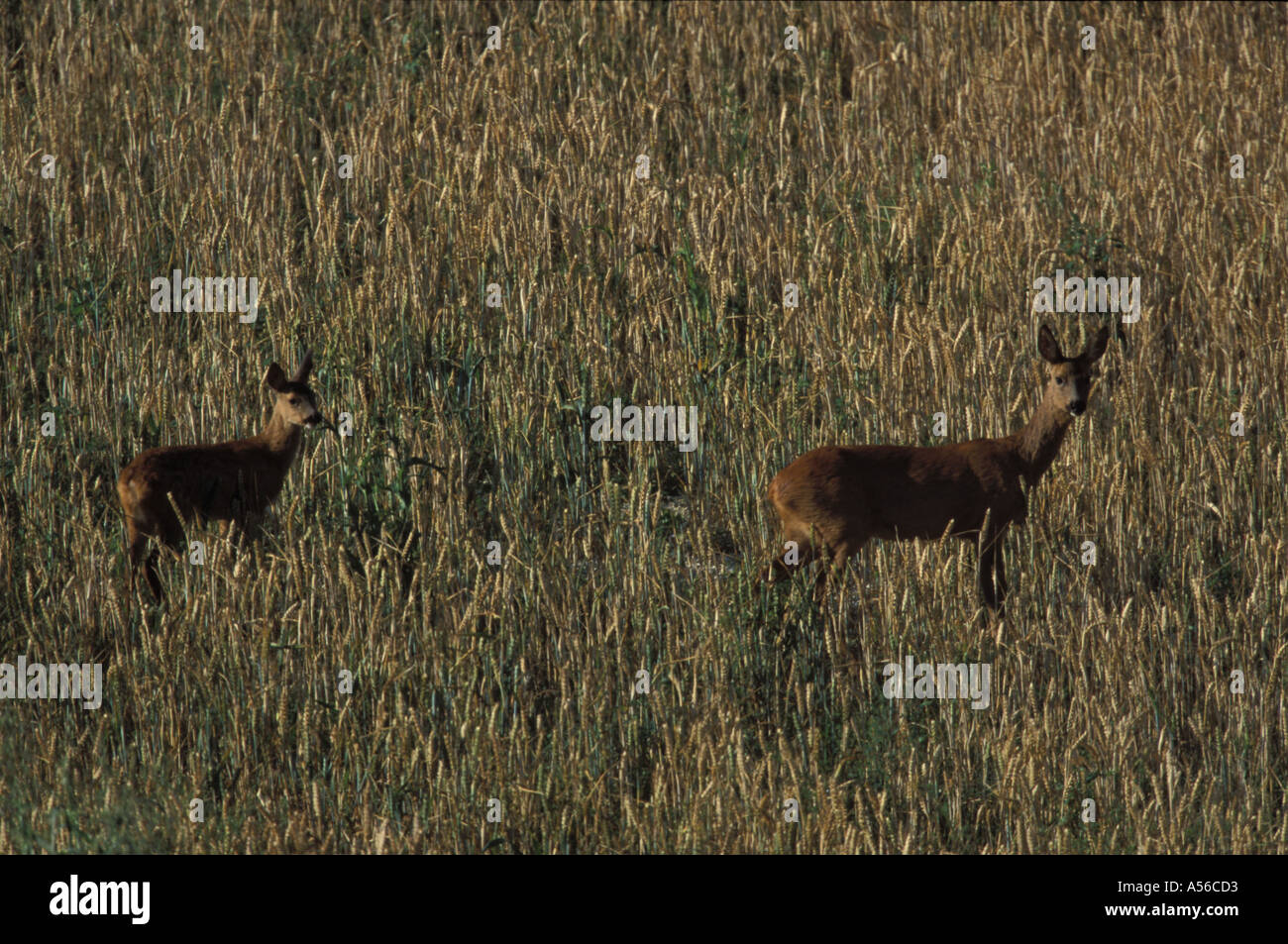 Roe Deer Doe And Fawn In Cornfield Arundel uk Stock Photo - Alamy