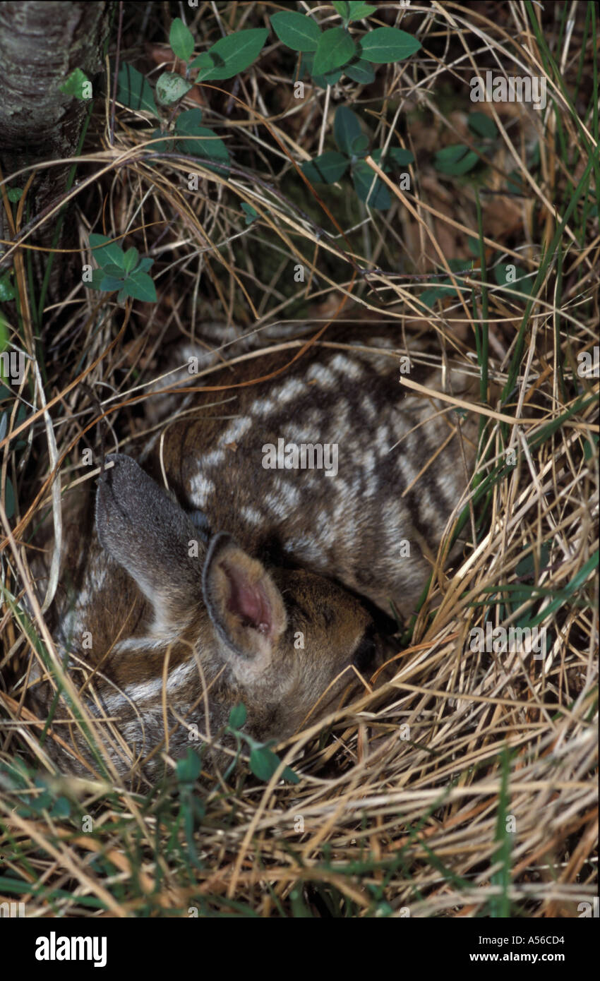 Fawn sleeping hi-res stock photography and images - Alamy