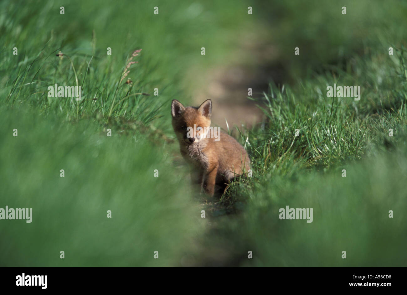 Red fox cub weeks old hi-res stock photography and images - Alamy