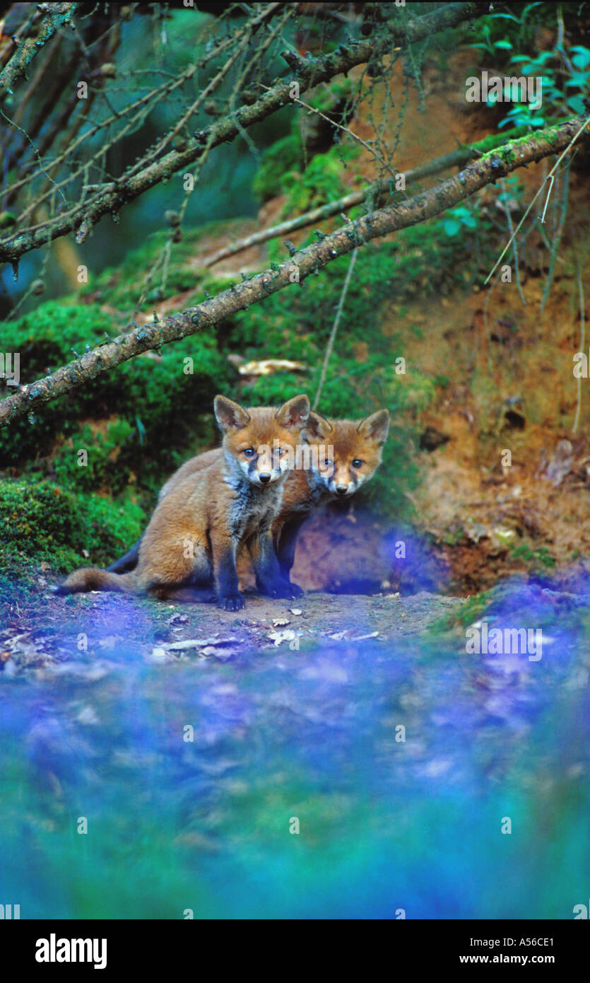 Red fox cubs near den hi-res stock photography and images - Alamy