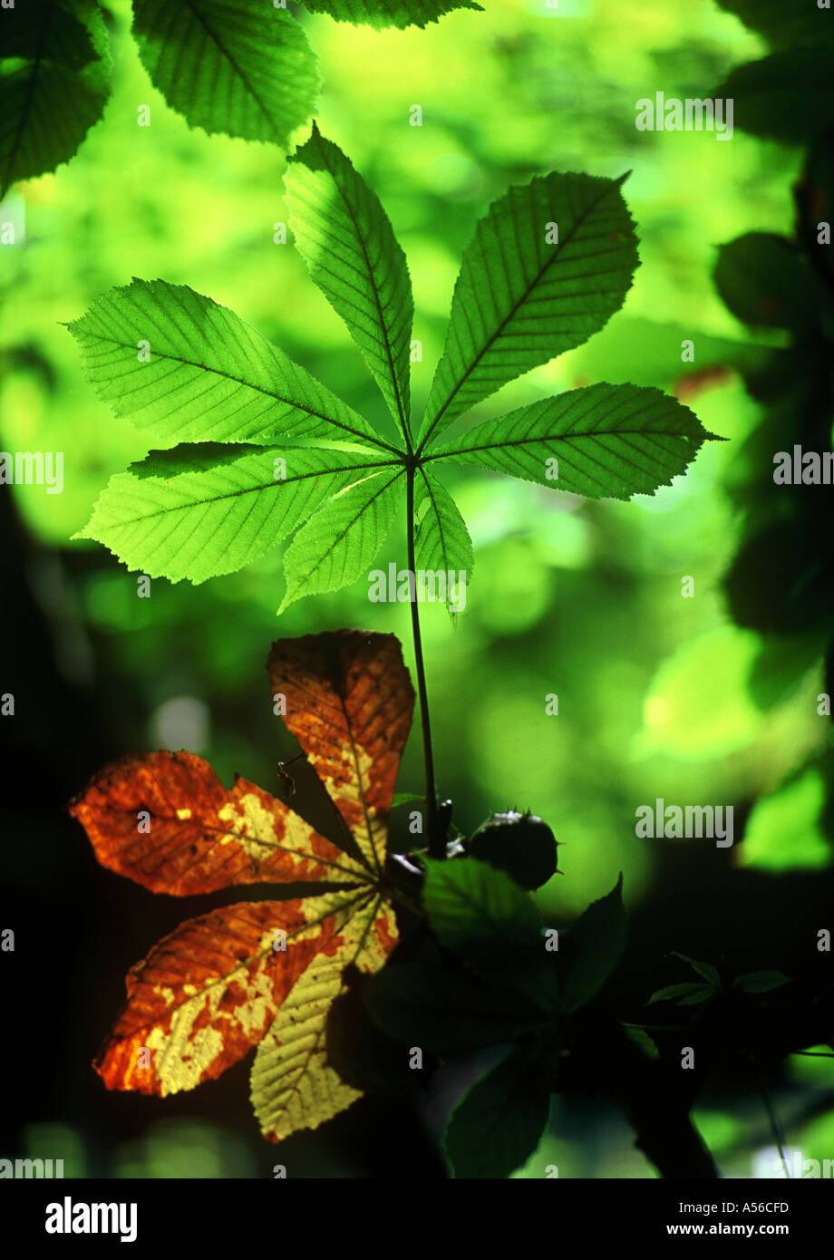 autumn in killarney National Park Ireland Chestnut tree Stock Photo - Alamy