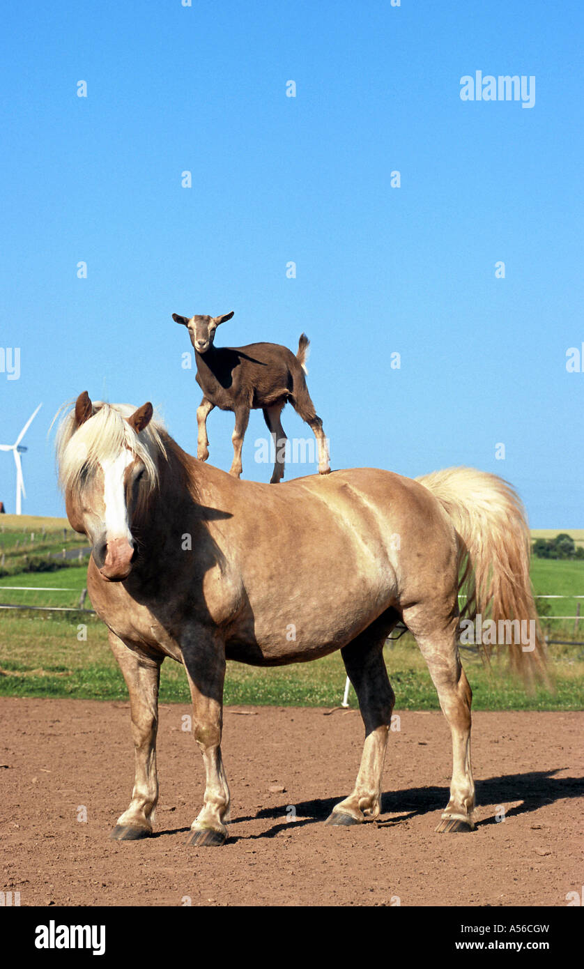 Friendship animals hi-res stock photography and images - Alamy