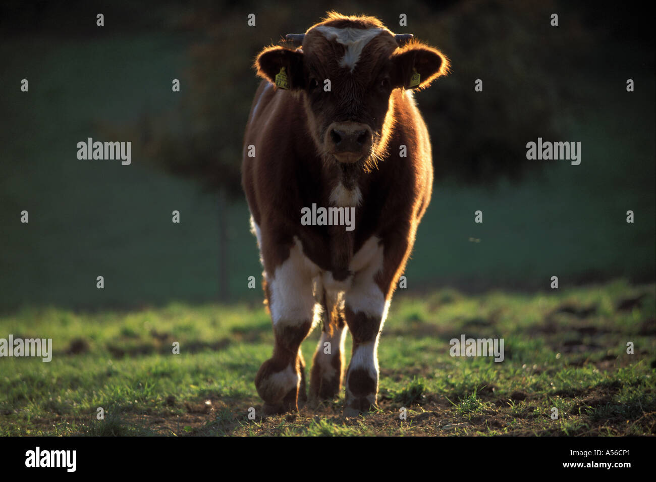 Young bull in frontview with register tags in the ears Stock Photo - Alamy