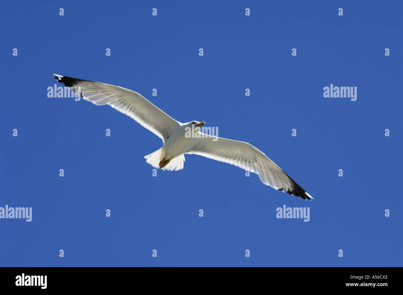 Yellow legged gull flying hi-res stock photography and images - Alamy