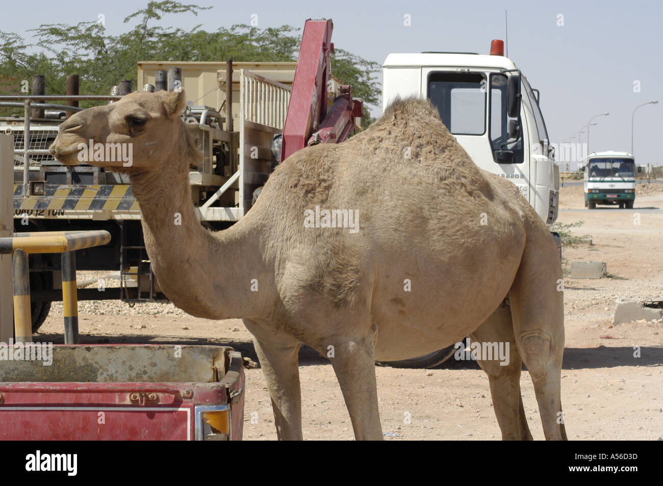 Omani wildlife hi-res stock photography and images - Alamy