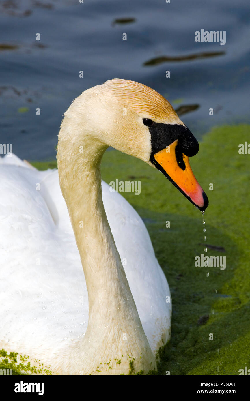 Dripping slime green hi-res stock photography and images - Alamy