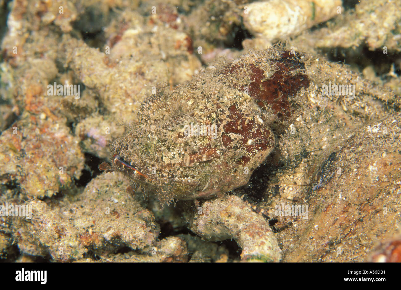 False Stonefish Scorpaenopsis diabolus Stock Photo - Alamy