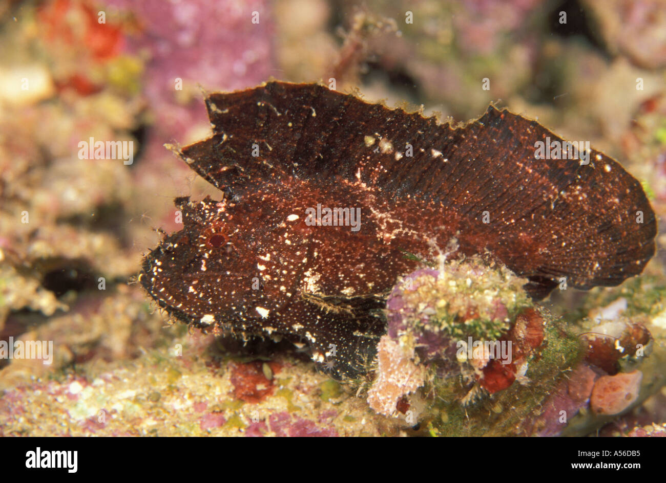 Leaf fish Taenianotus triacanthus Stock Photo - Alamy