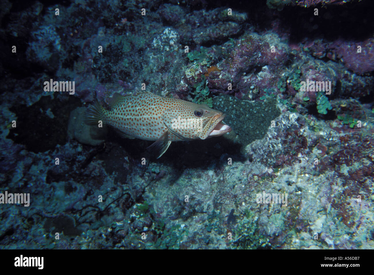 ite lined Rock Cod Anyperodon leucogrammicus Stock Photo - Alamy