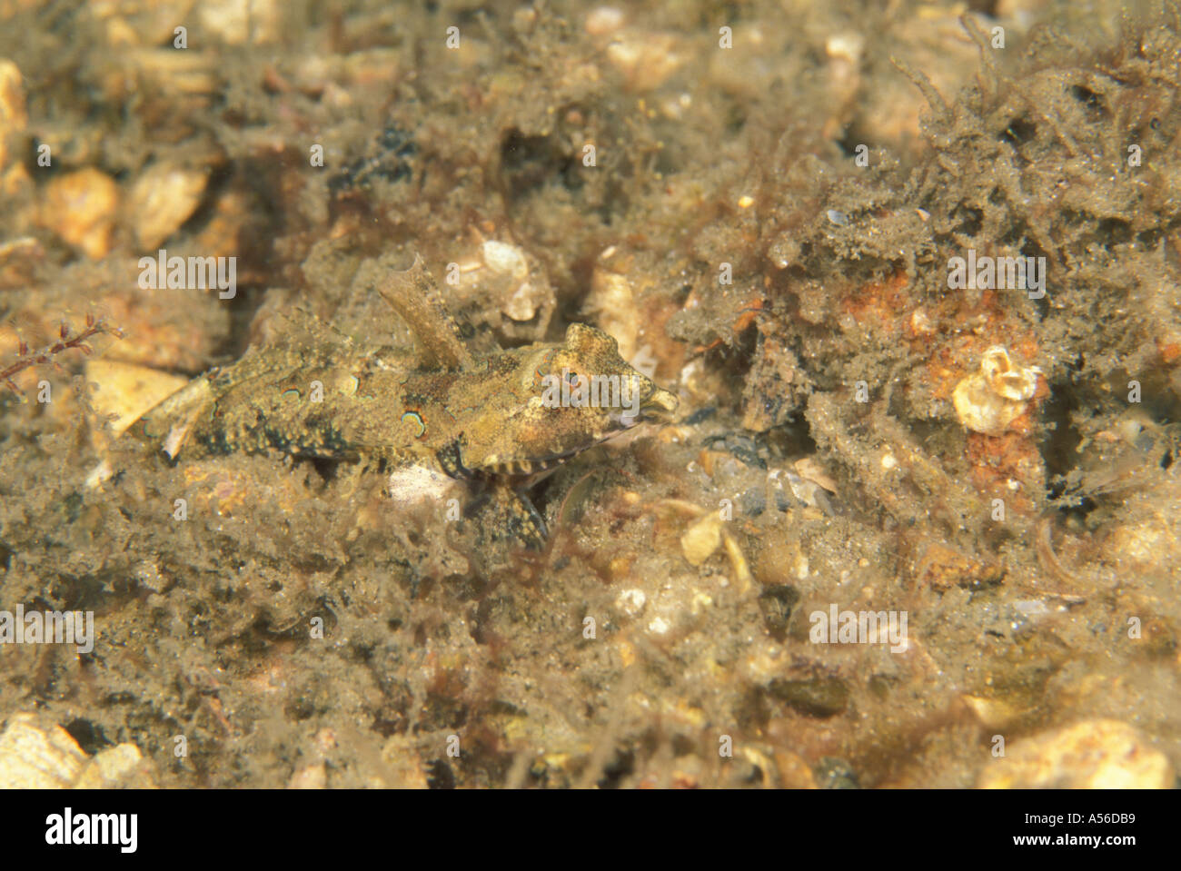Bairdi hi-res stock photography and images - Alamy