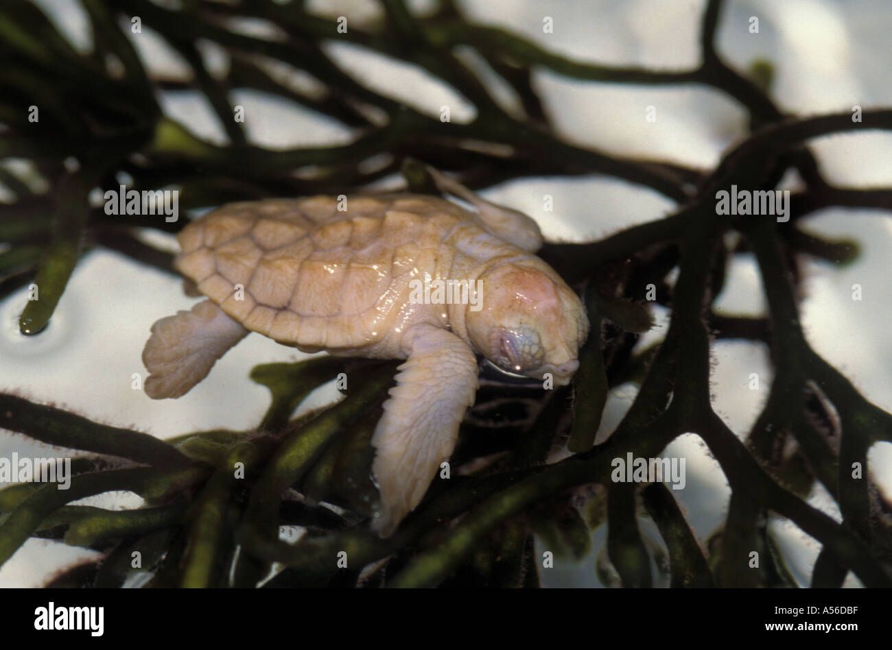 Florida turtle hatchling loggerhead hi-res stock photography and images ...