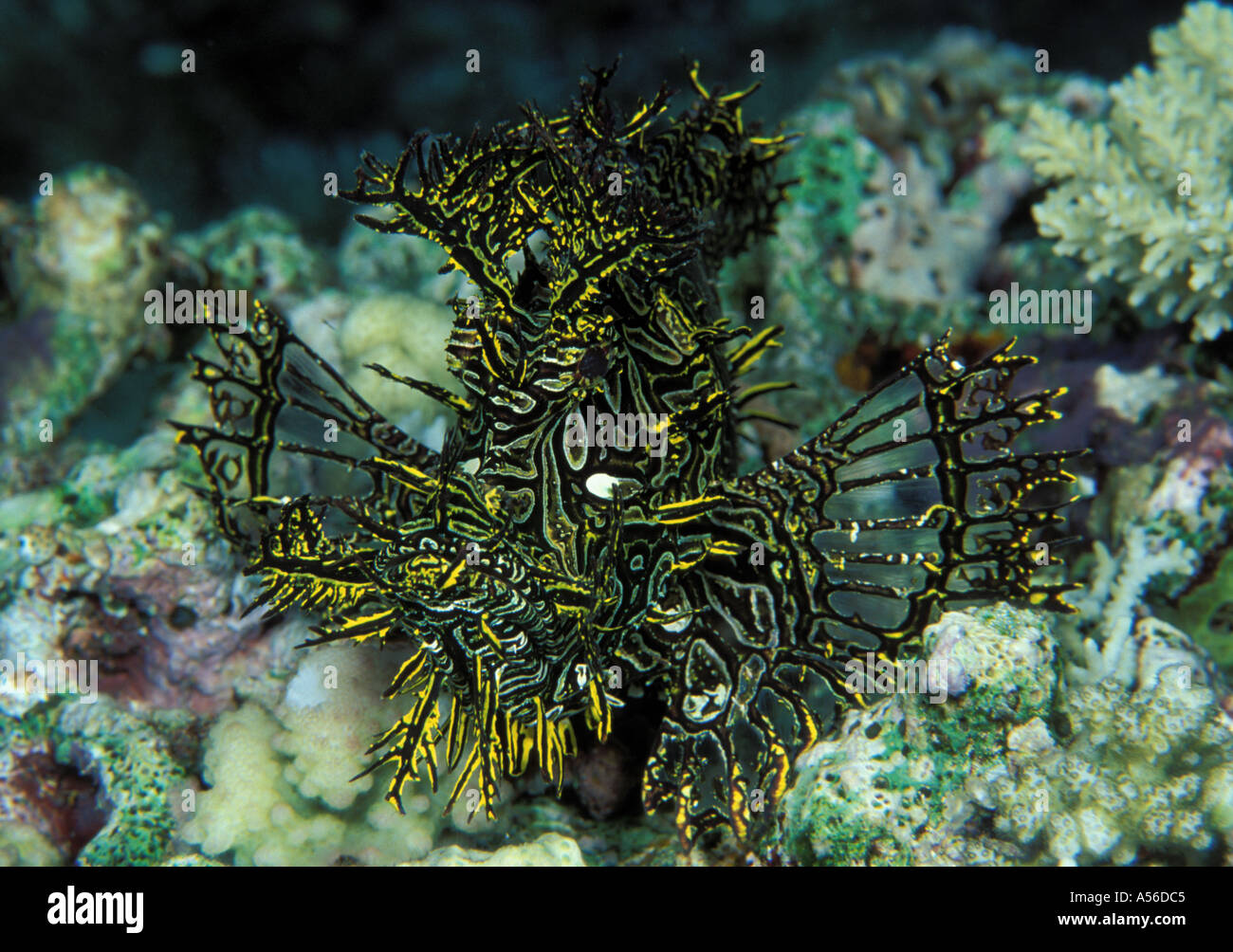 Merlet s Scorpionfish Rhinopias aphanes Stock Photo - Alamy