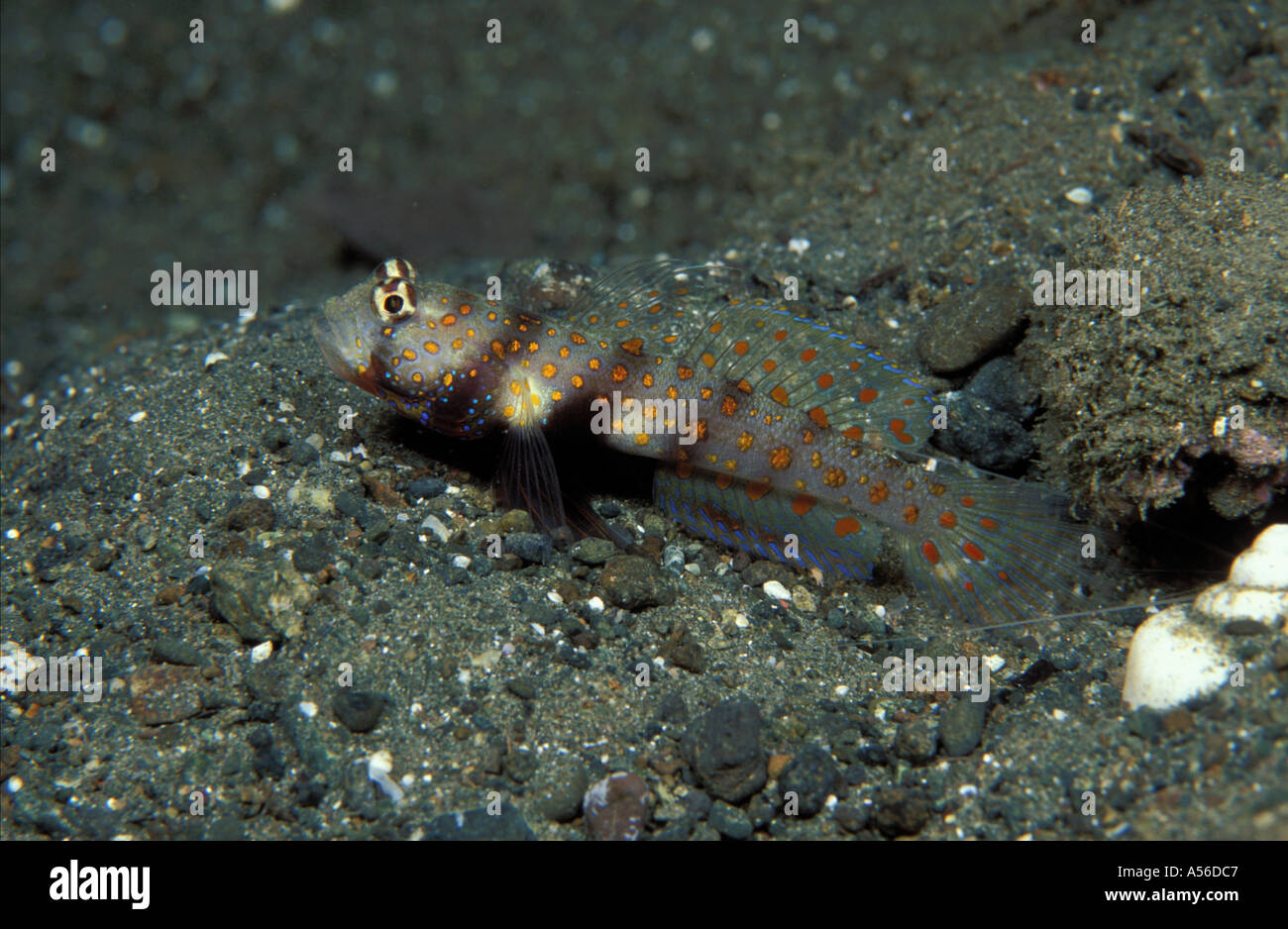 Spotted Shrimp Goby High Resolution Stock Photography and Images - Alamy