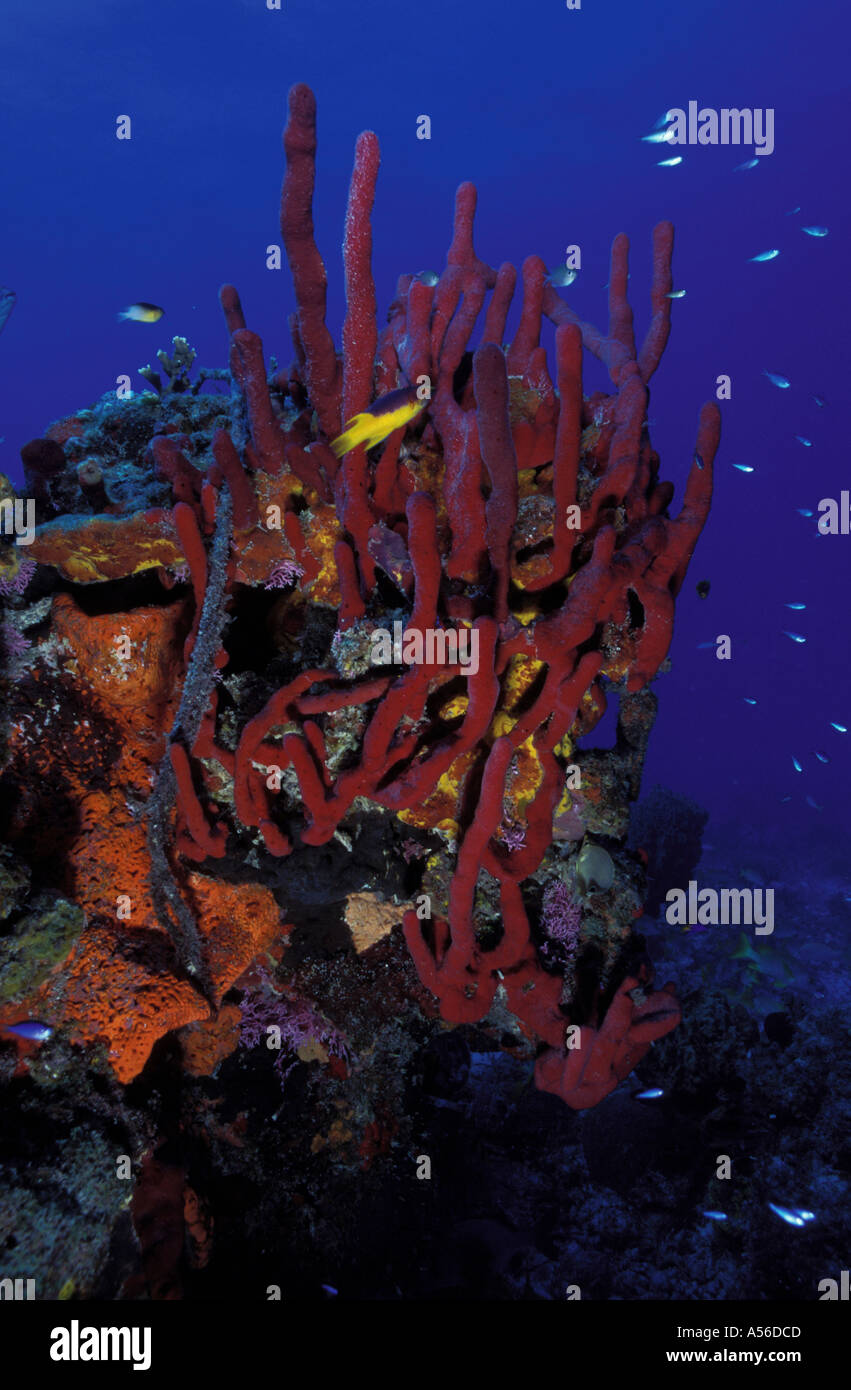 Erect Rope Sponge Amphimedon compressa Stock Photo - Alamy
