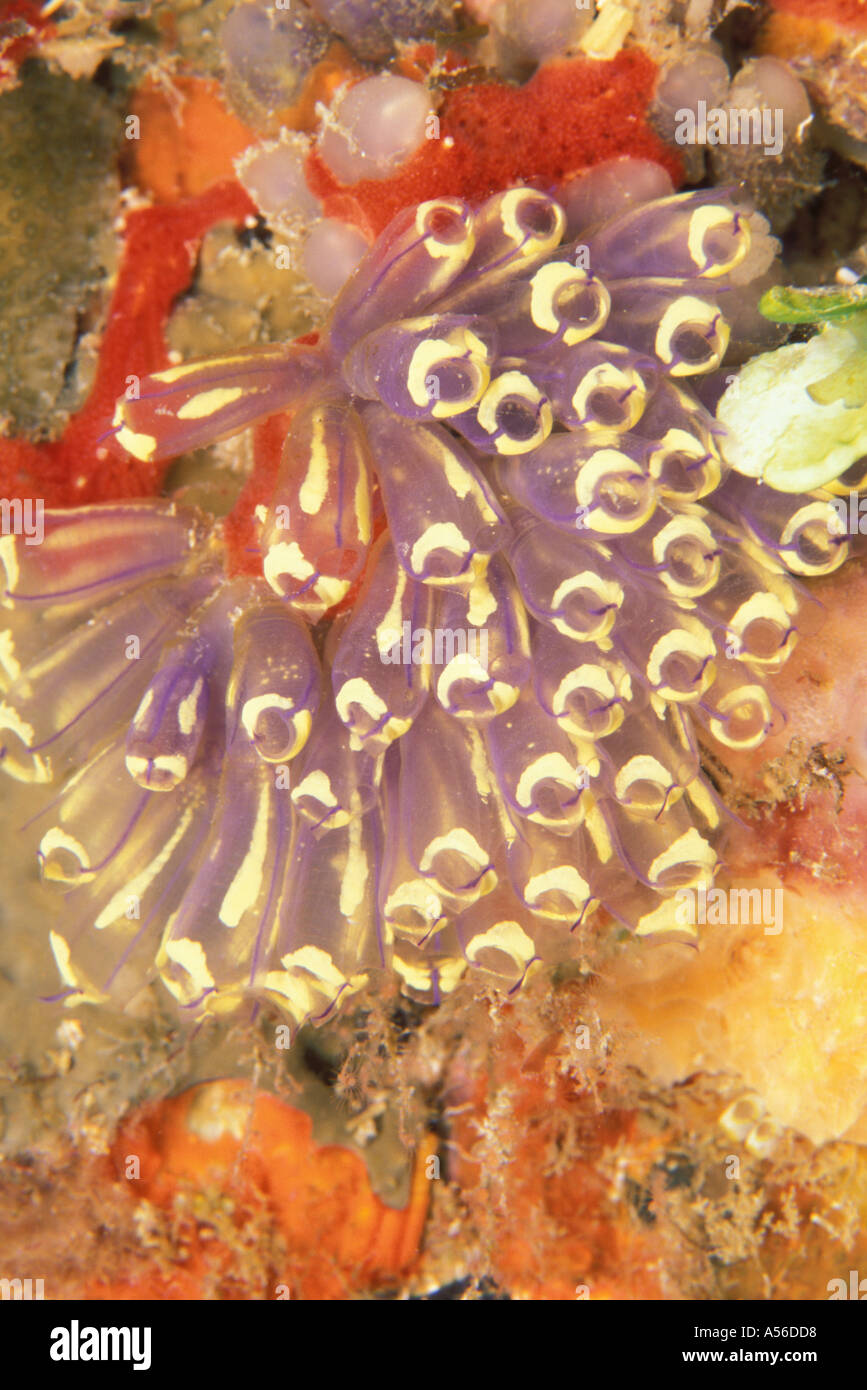 Bulb Tunicates Clavelina sp Stock Photo - Alamy