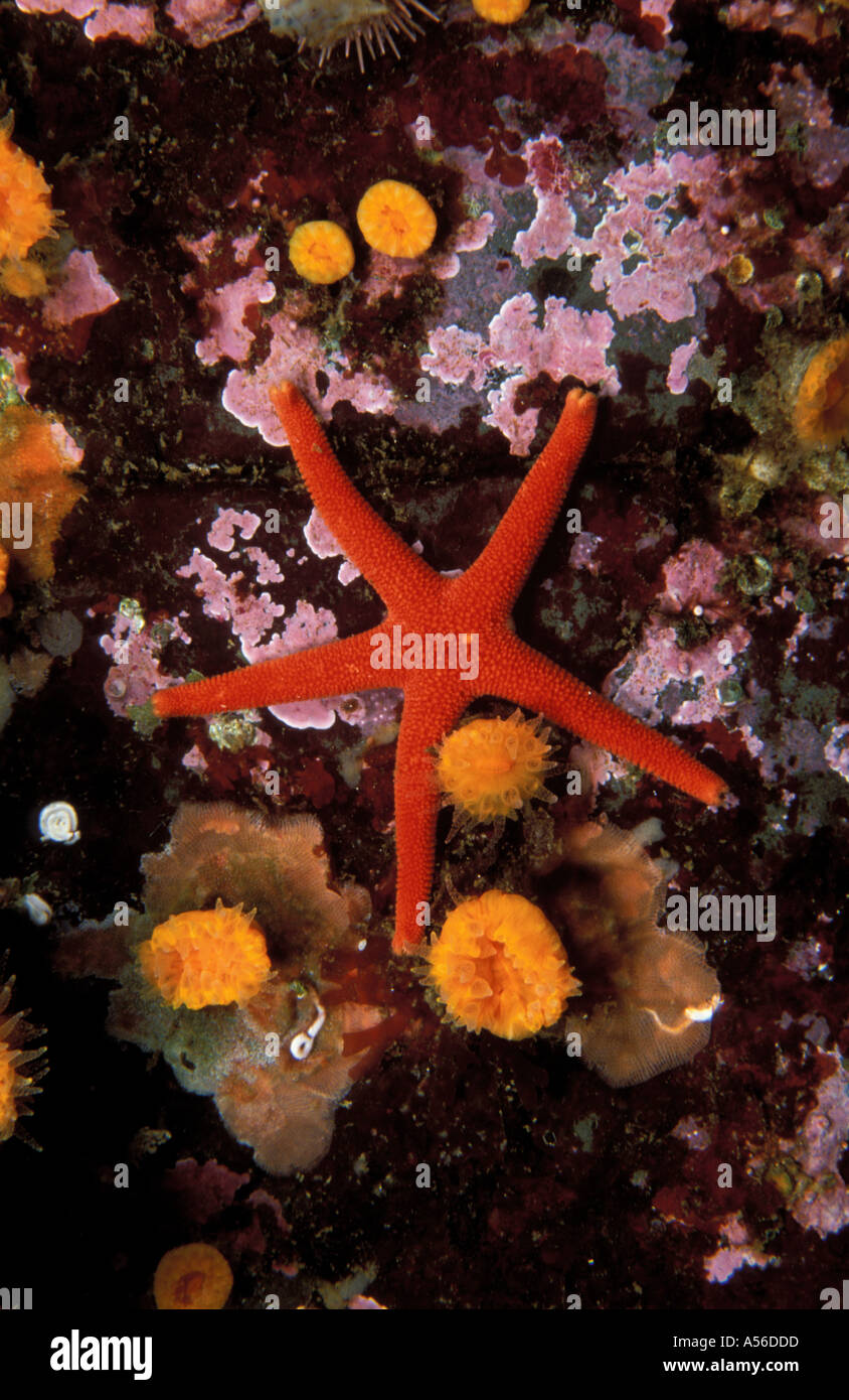 Blood star starfish hi-res stock photography and images - Alamy