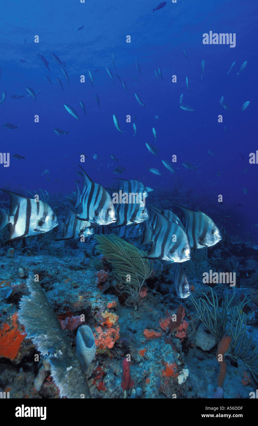Atlantic spadefish chaetodipterus faber hi-res stock photography and ...