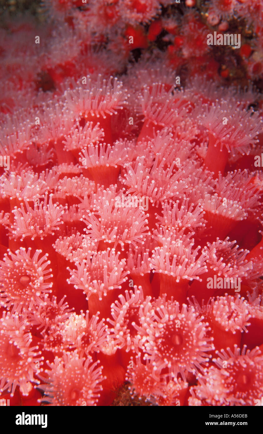 Corynactis californica hi-res stock photography and images - Alamy