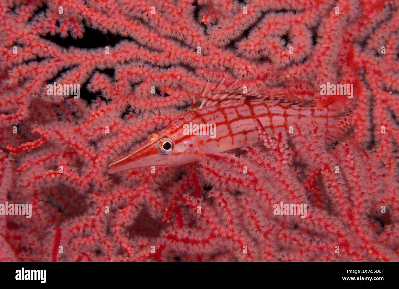 Long nose Hawkfish Oxycirrhites typus Stock Photo - Alamy