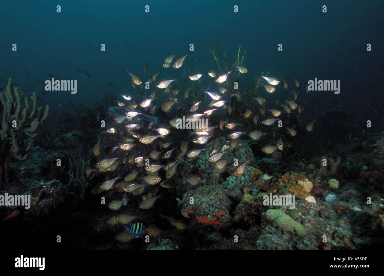 Glassy sweeper hi-res stock photography and images - Alamy
