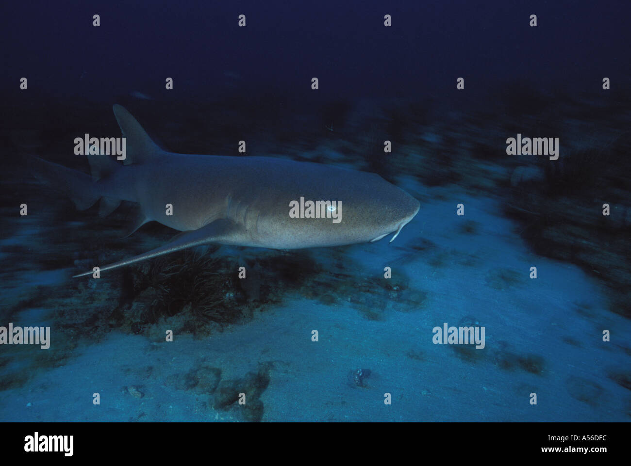 Nurse Shark Ginglymostoma cirratum Stock Photo - Alamy